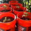 Sustainable Urban Gardening…with Buckets | Farmhouse Fruit