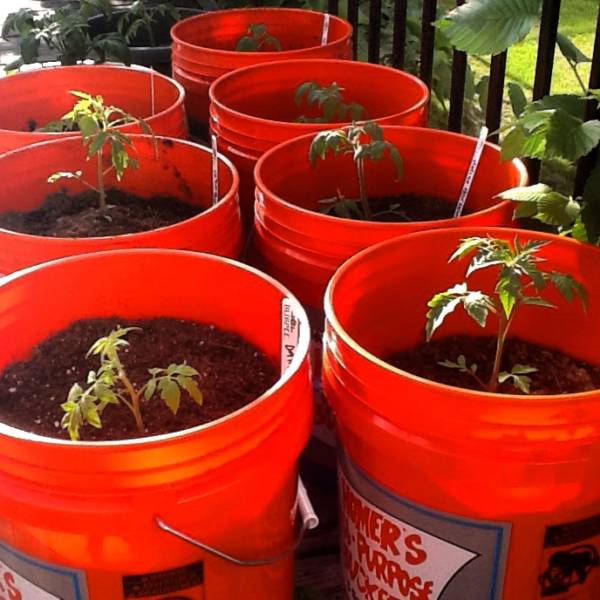 Sustainable Urban Gardening…with Buckets | Farmhouse Fruit